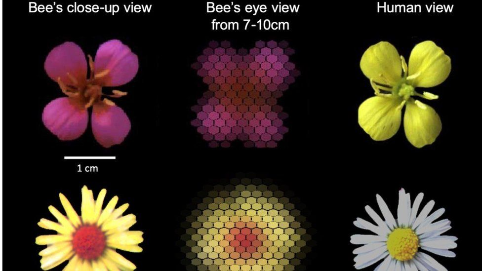 Honey bees rely on flower patterns, University of Exeter study finds ...