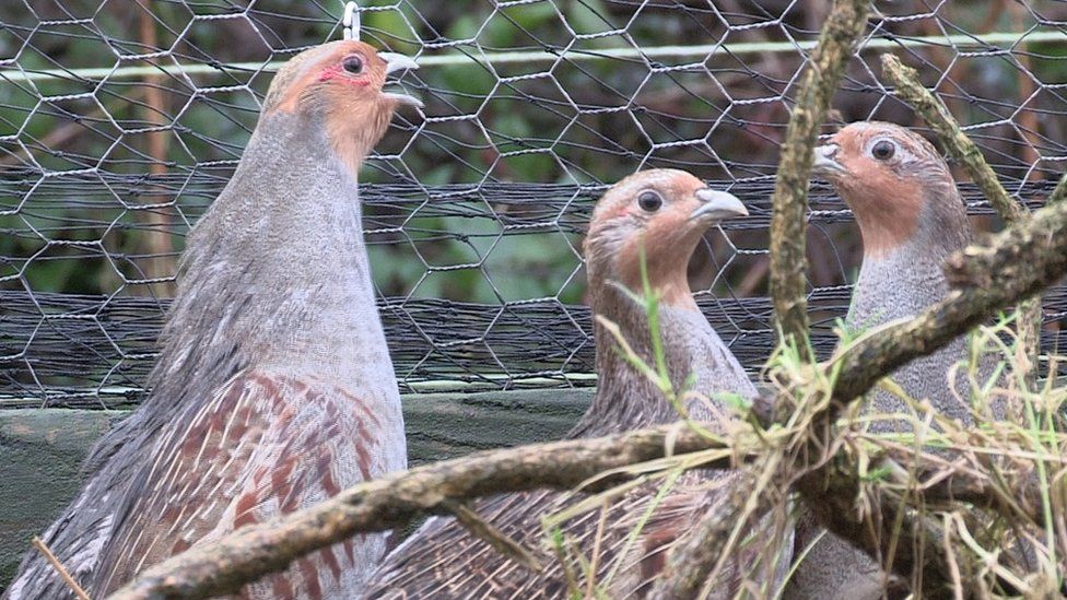 Childhood memory inspires return of grey partridge to NI - BBC News