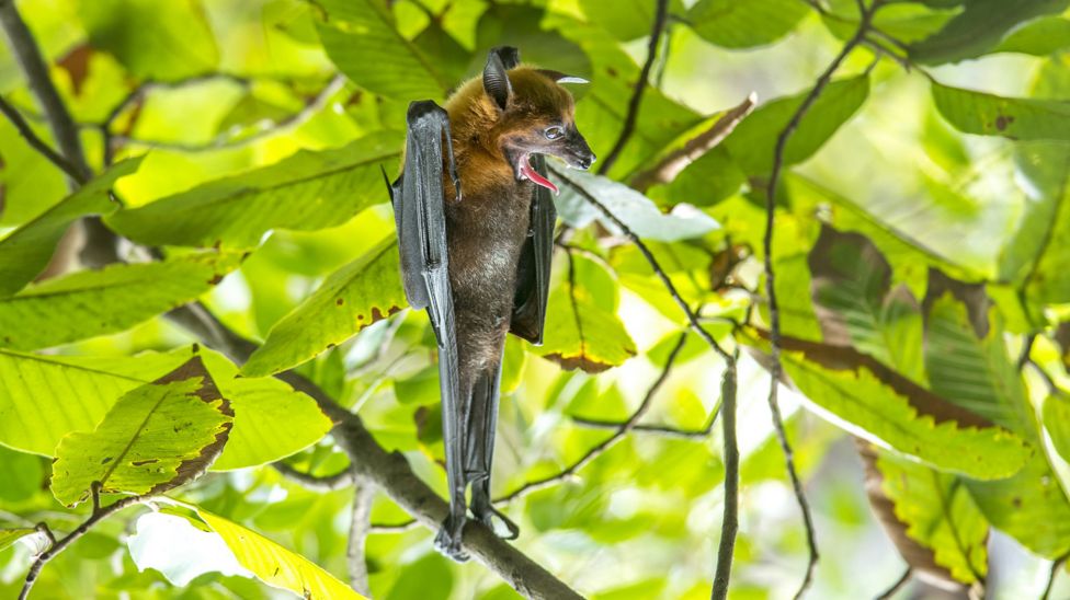 This is what happens when you turn bats upside down - BBC Newsround