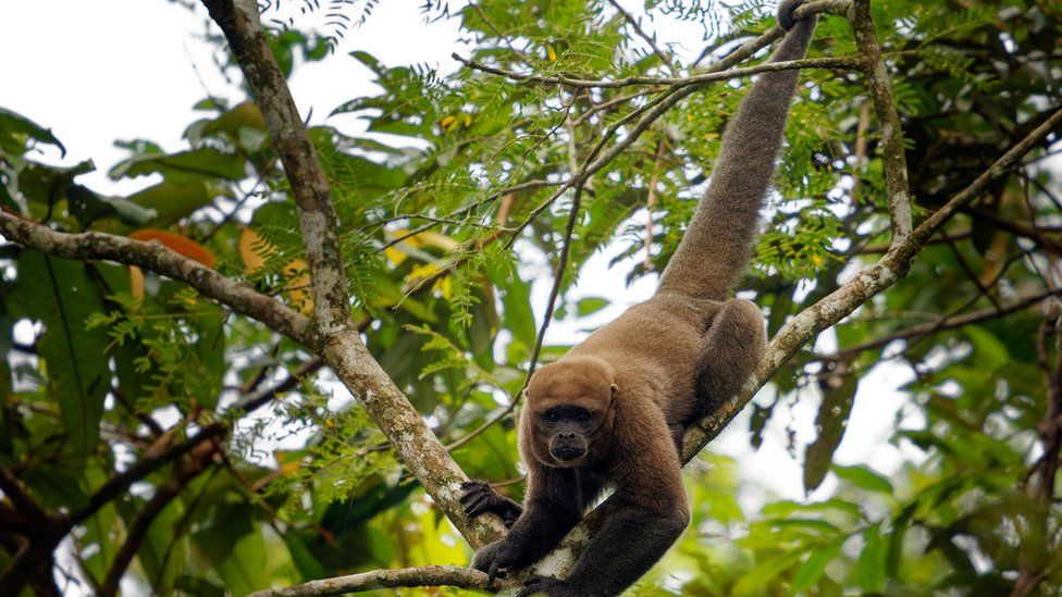 Amazon: Monkeys given new safer way to cross the road - BBC Newsround