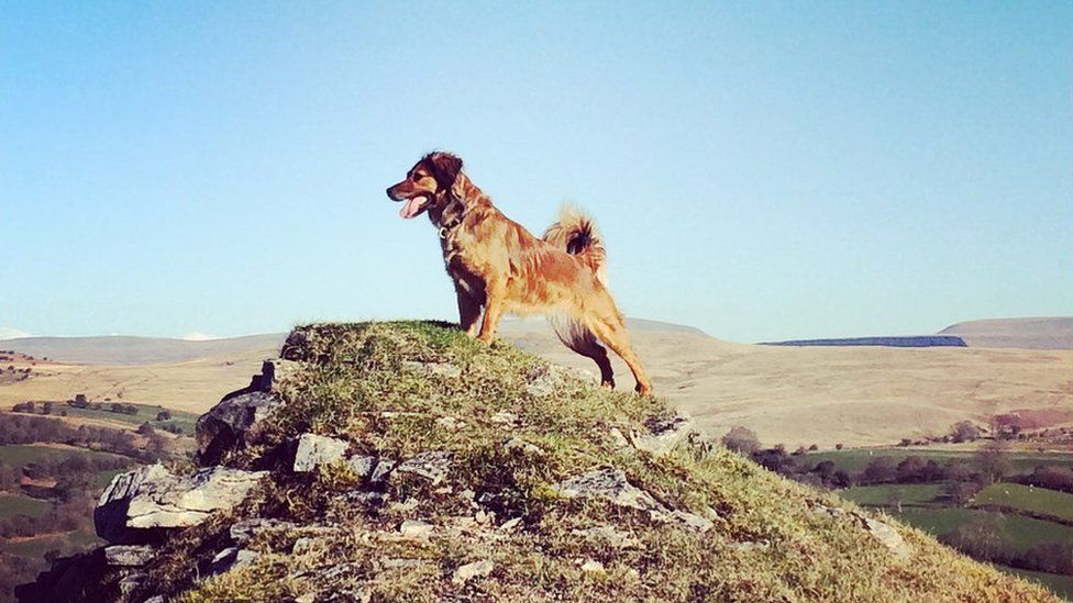 Your Pictures: 13-19 April 2016 - BBC News