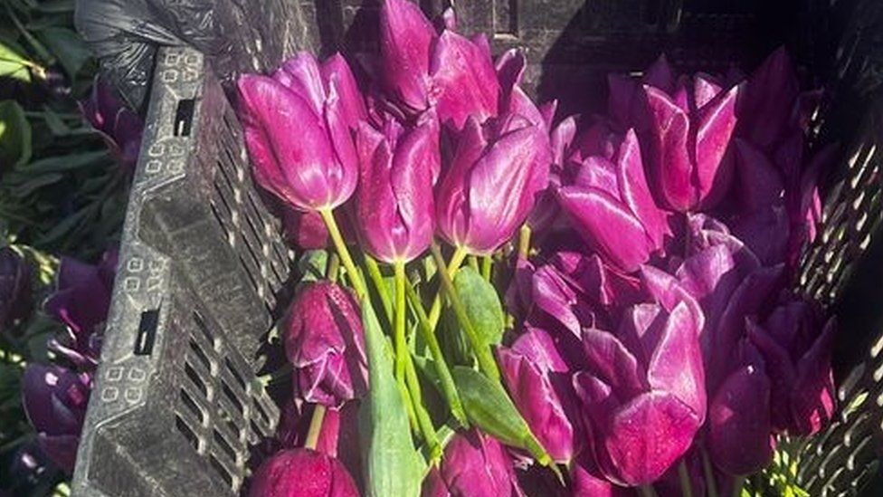 Spalding: More than one million tulips cut for flower parade - BBC News