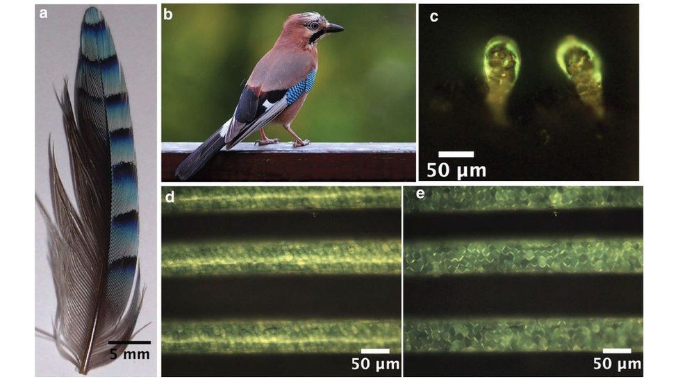 Scientists find 'key to long-lasting colour' in bird feathers - BBC News