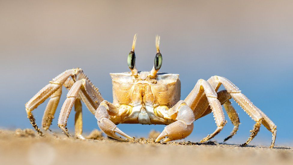 Clawsome! Crabs judge 'world's funniest crab joke' contest - BBC Newsround