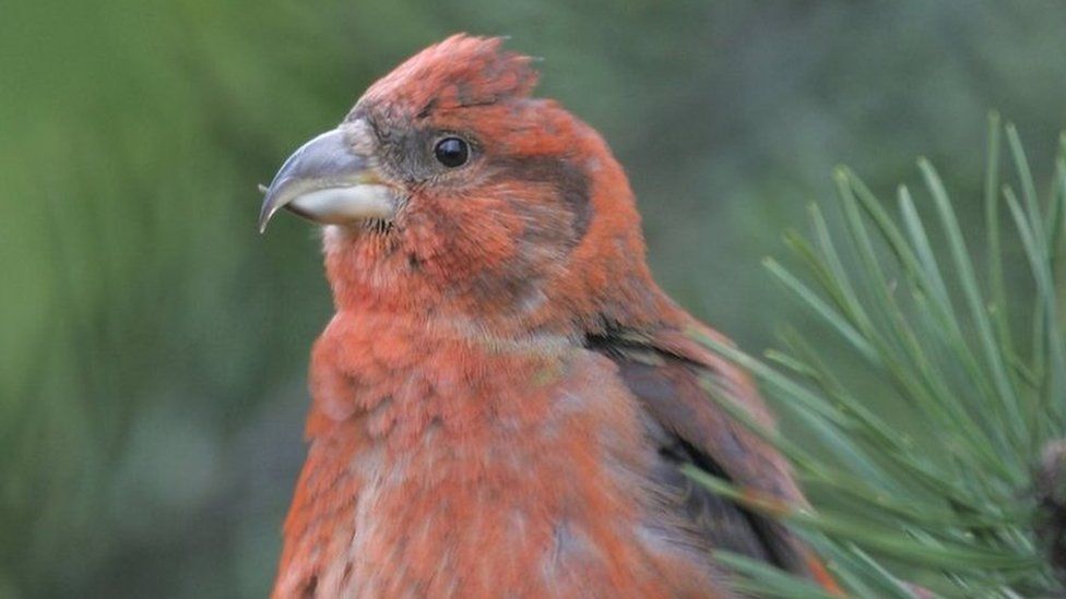 Crossbills: The bird that gets redder feathers, the more it exercises ...