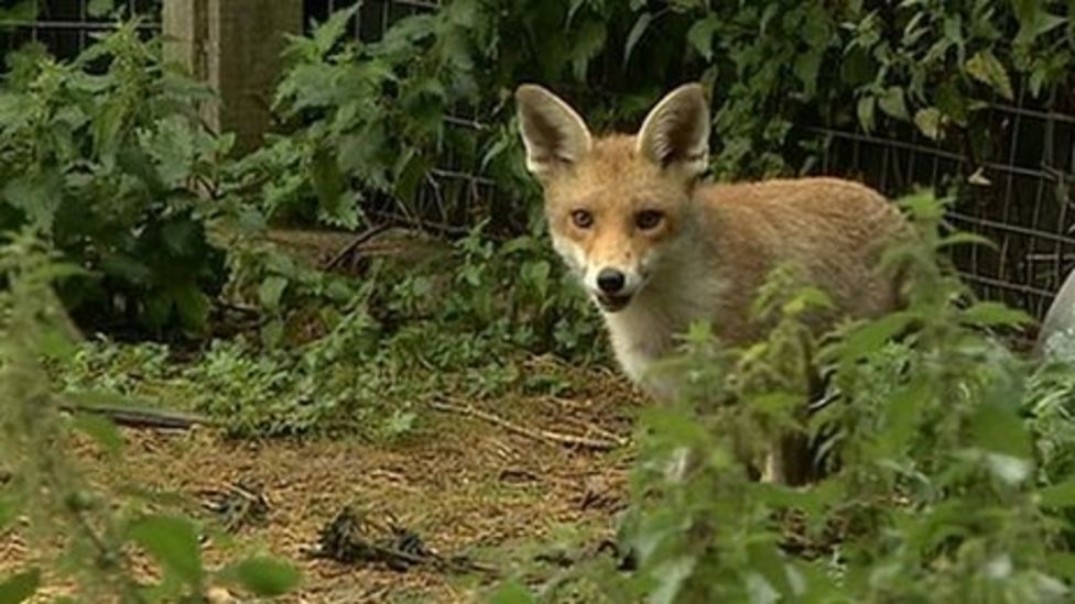 Frozen Mr Fox: Hunter displays animal preserved in block of ice - BBC News