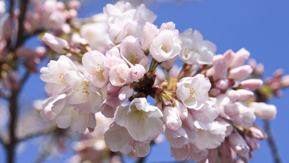 In Pictures: 100 years of Washington cherry blossom - BBC News