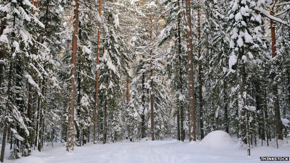 Earth's trees number 'three trillion' - BBC News