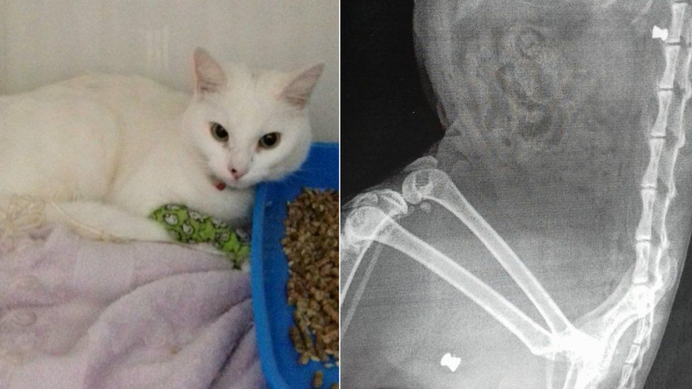 Second cat shot with airgun in Falkirk - BBC News