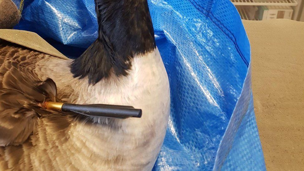 Wild geese shot with crossbow arrows in Reading - BBC News