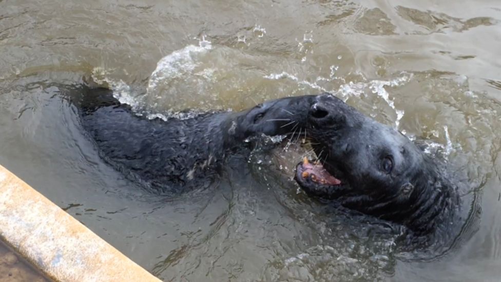 Bigger pool appeal for blind Mablethorpe seals - BBC News