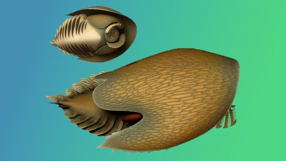 'Spaceship fossil' that looks like the Millennium Falcon - BBC Newsround