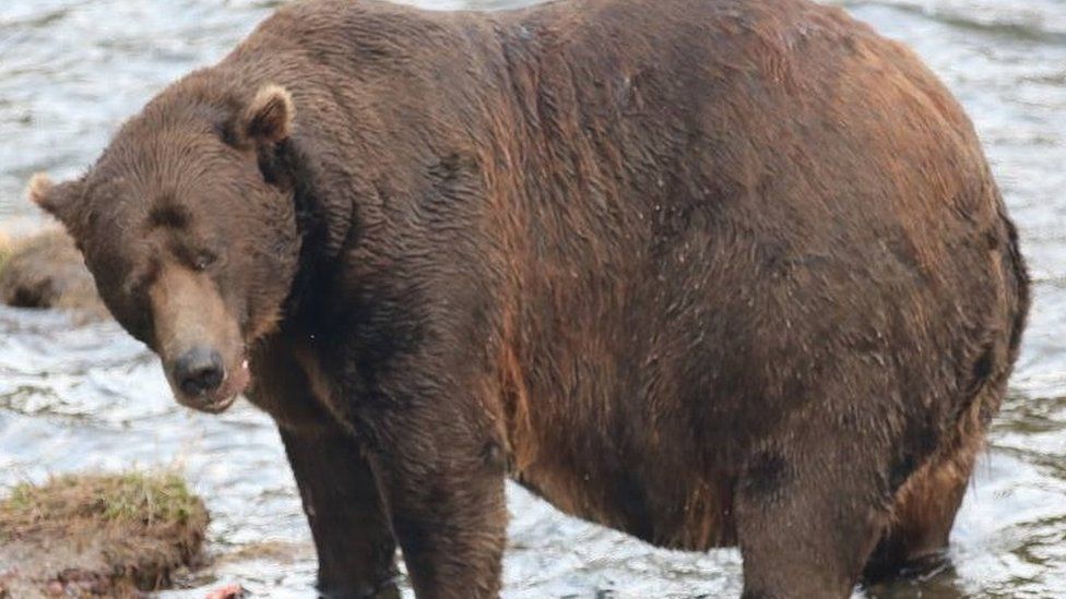 Beadnose wins Alaska's Fat Bear Week contest for putting on most weight ...