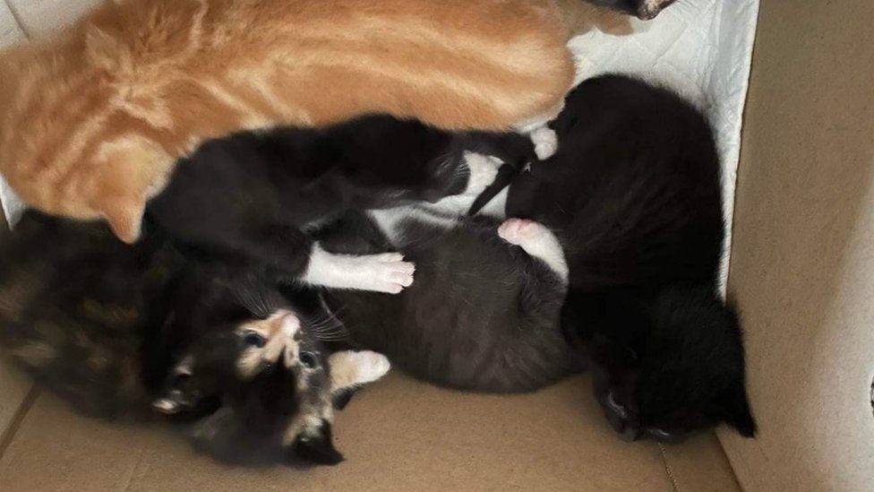 Goole: Appeal after box of kittens abandoned at vets - BBC News