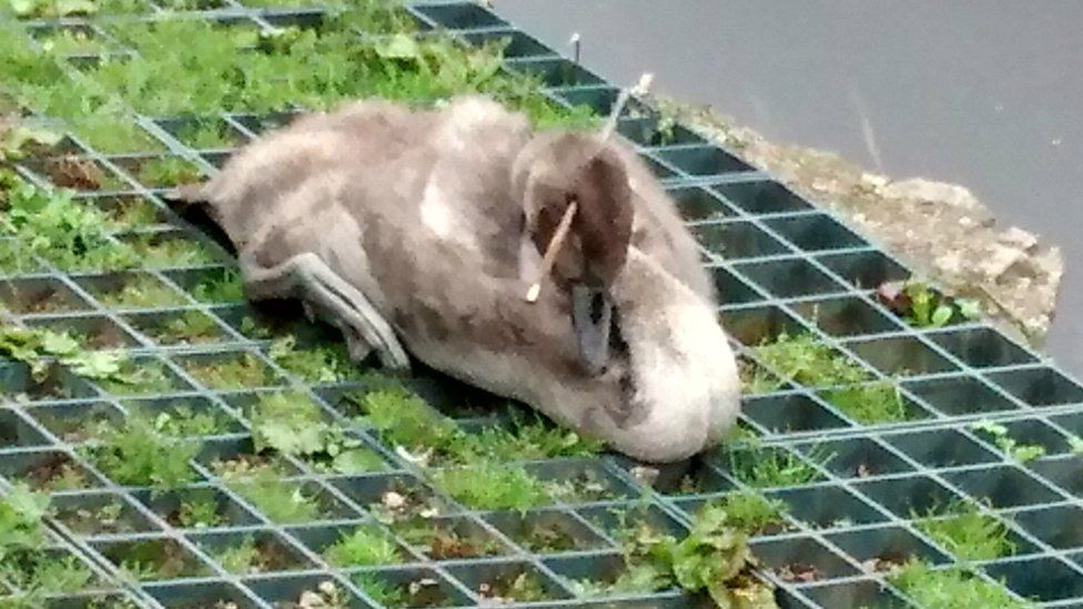 Crossbow missed swan's brain 'by millimetres' - BBC News