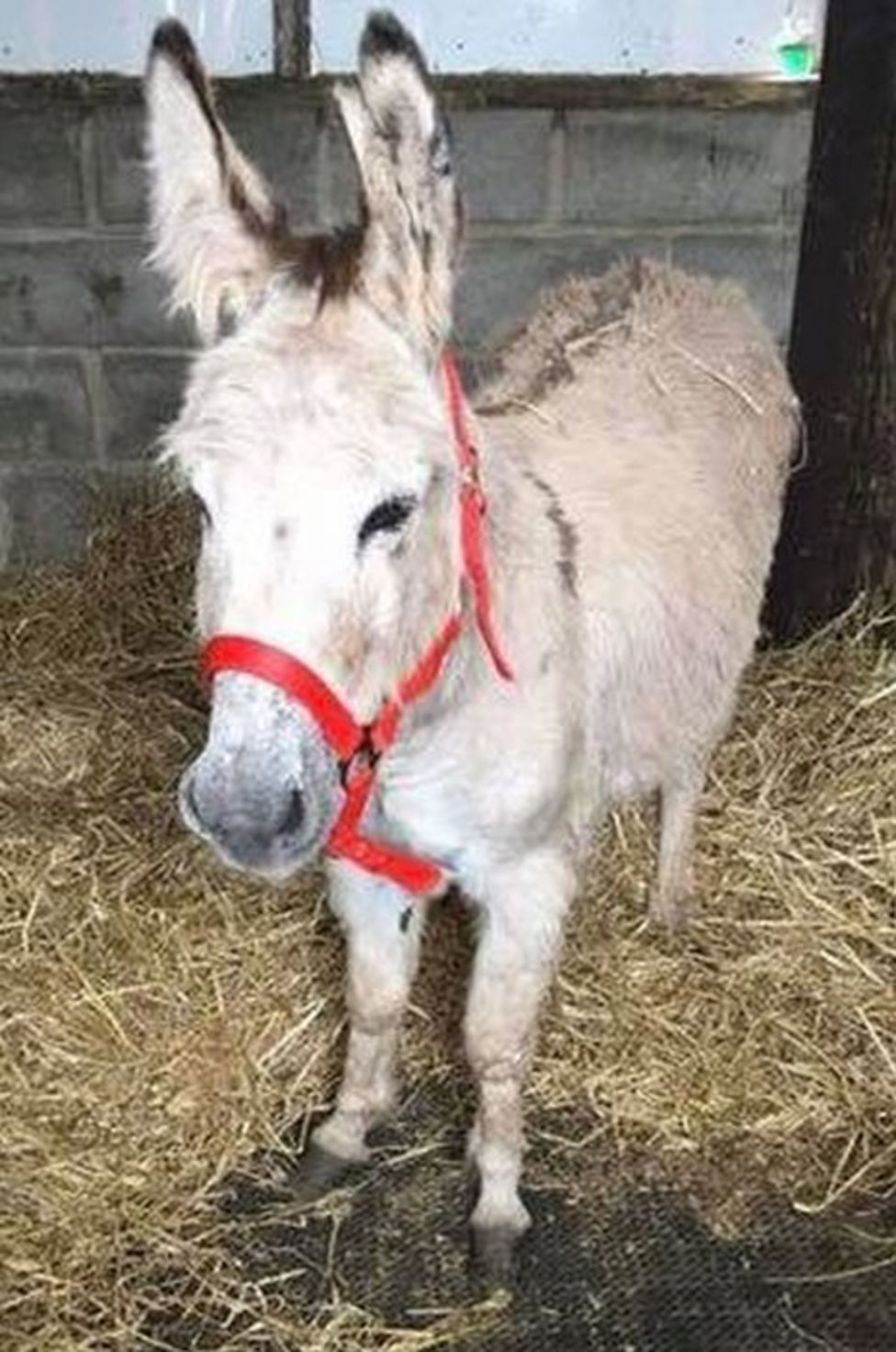 Donkey's tail cut off in 'barbaric' Haverfordwest attack - BBC News