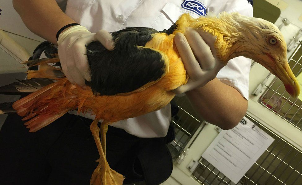 Second seagull falls into vat of curry - BBC News