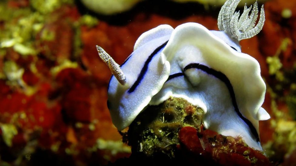 Rare sea slug thought to be first for UK waters - BBC News