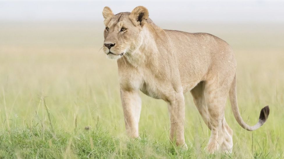 World Lion Day: Top 5 facts about the King of the Jungle - BBC Newsround