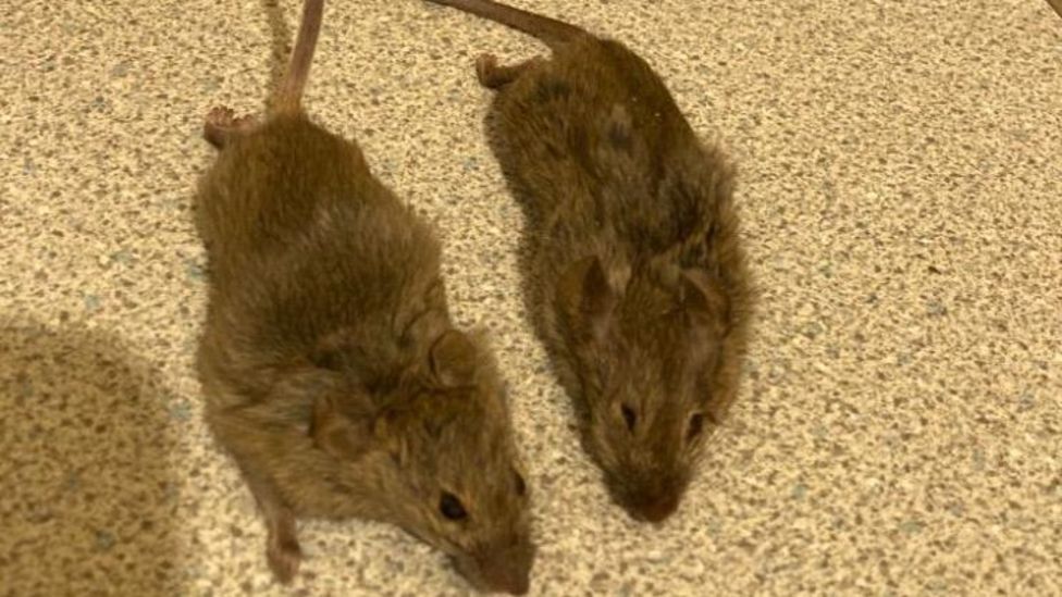 Leicester man forced out of flat after rodent 'infestation' - BBC News