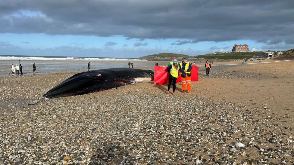 Carcass of stranded whale removed from Fistral beach in Cornwall - BBC News