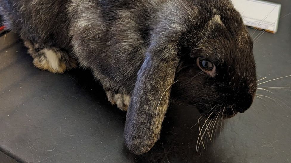 Four rabbits abandoned at Exfords Green - BBC News