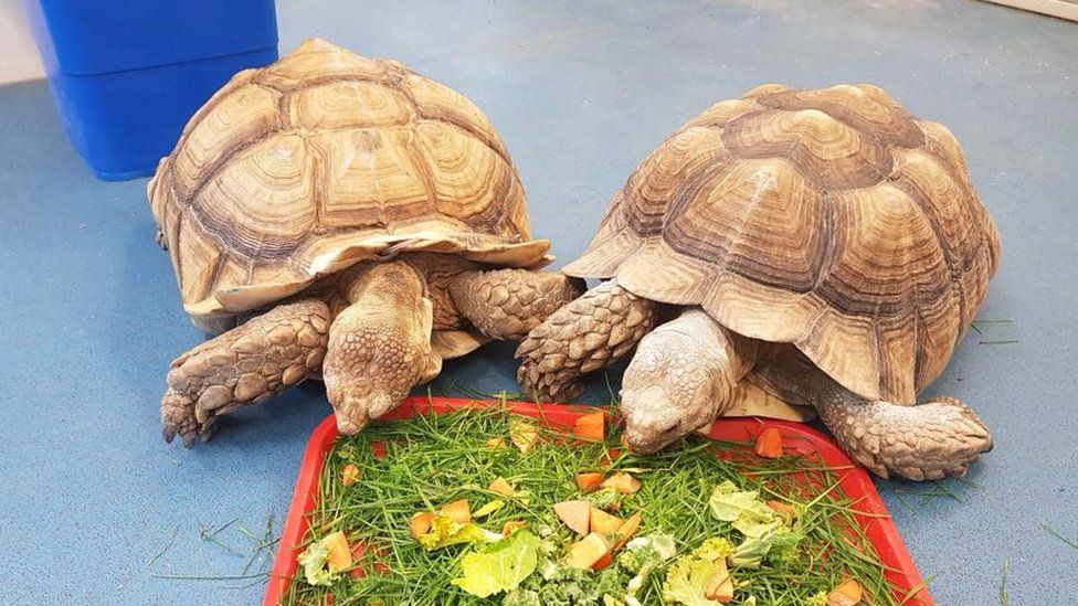 Four African spurred tortoises stolen from college - BBC News