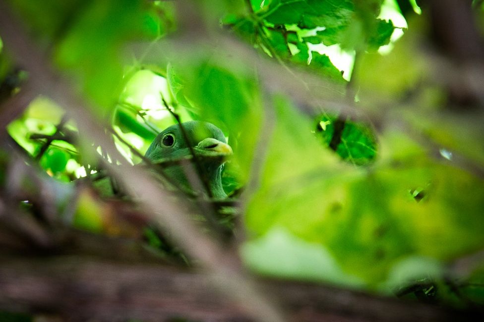Your pictures on the theme of 'garden creatures' - BBC News
