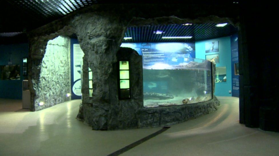 Exploris aquarium in Portaferry to reopen in summer after rescue ...