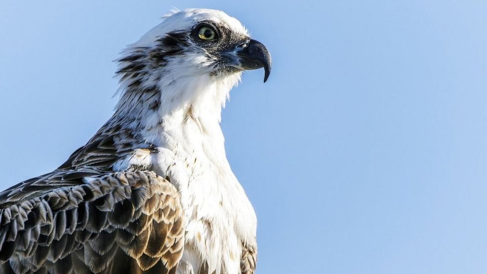 Birds of prey: 90% of Africa's raptors are under threat - BBC Newsround