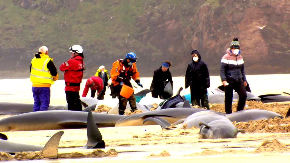How do you dispose of a giant whale from a beach? - BBC News