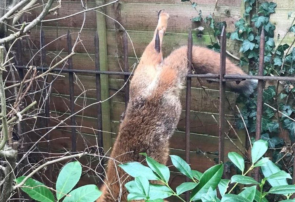 'Lucky' fox rescued from leg impaling in Coventry - BBC News