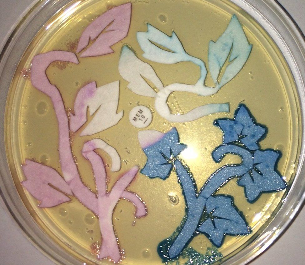 Oxford University scientist makes art from the gut - BBC News
