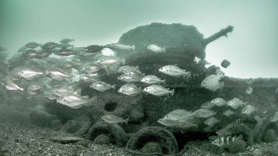 Damage to sunken WW2 tank in Studland Bay probed by police - BBC News