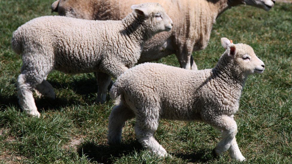 Wrexham abattoir CCTV shows 'horrendous sheep cruelty' - BBC News