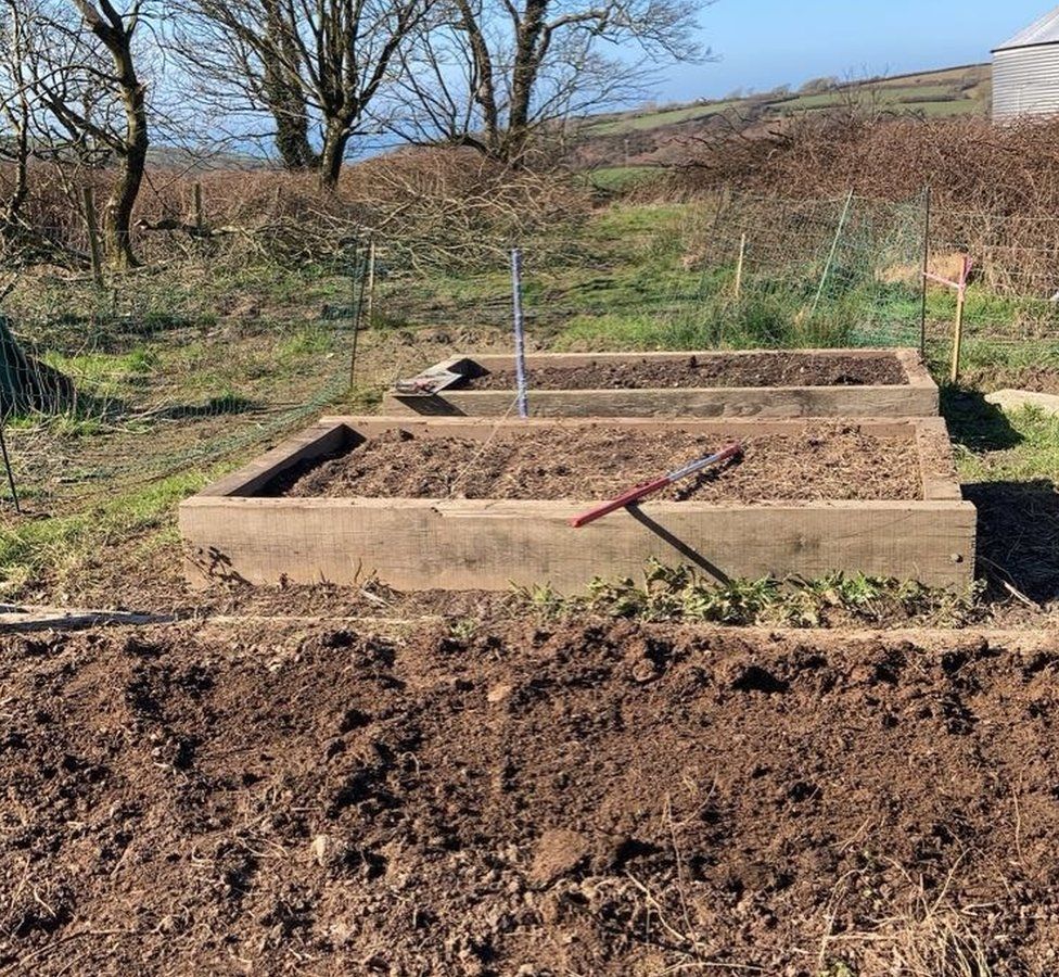 Sut i baratoi'r ardd ar gyfer y gwanwyn - BBC Cymru Fyw