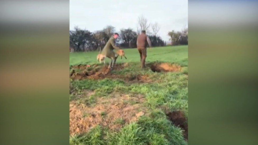 Two guilty of wildlife offences after fox attack - BBC News