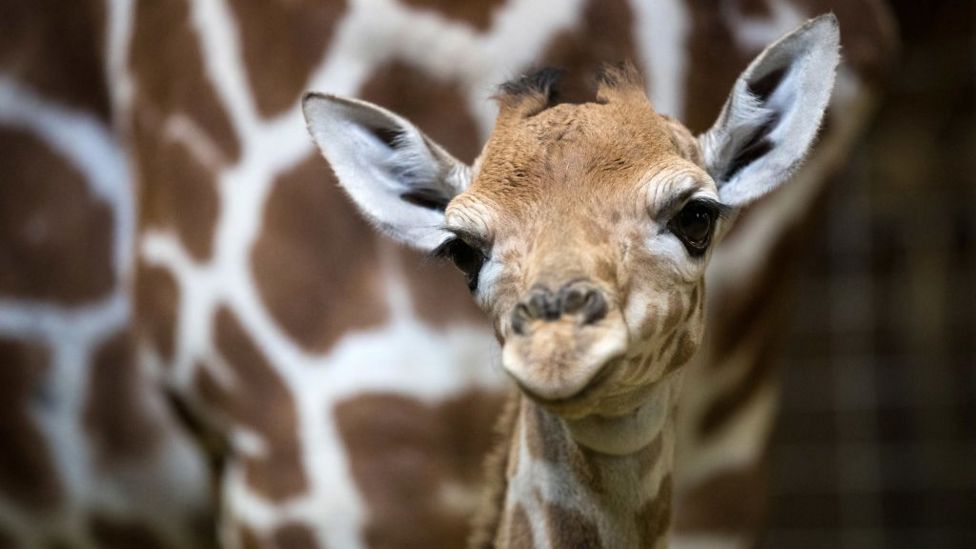 World Giraffe Day: Seven top facts about the world's tallest animal ...