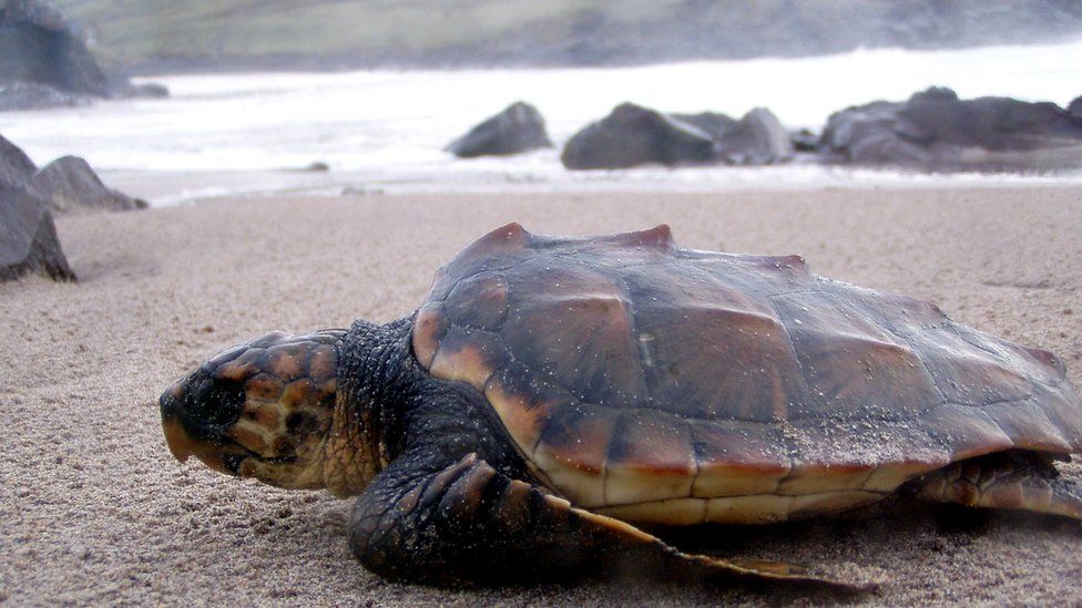 Plea to report sightings of rare loggerhead turtle in Swanage - BBC News