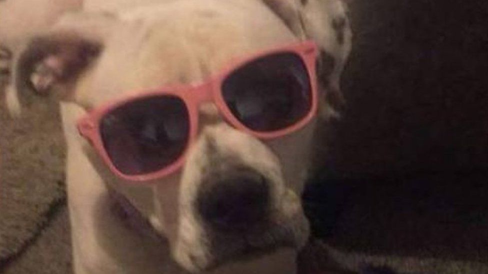 Woman criticises police who Tasered pet dog to death - BBC News