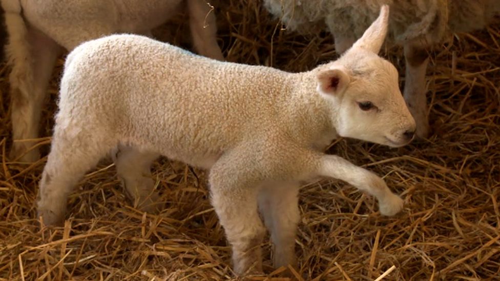 Cellan farmer's shock as sheep delivers five live lambs - BBC News