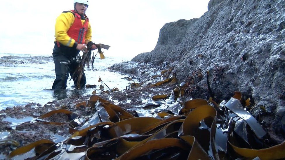 Scarborough Council agrees to SeaGrown seaweed farm grant - BBC News