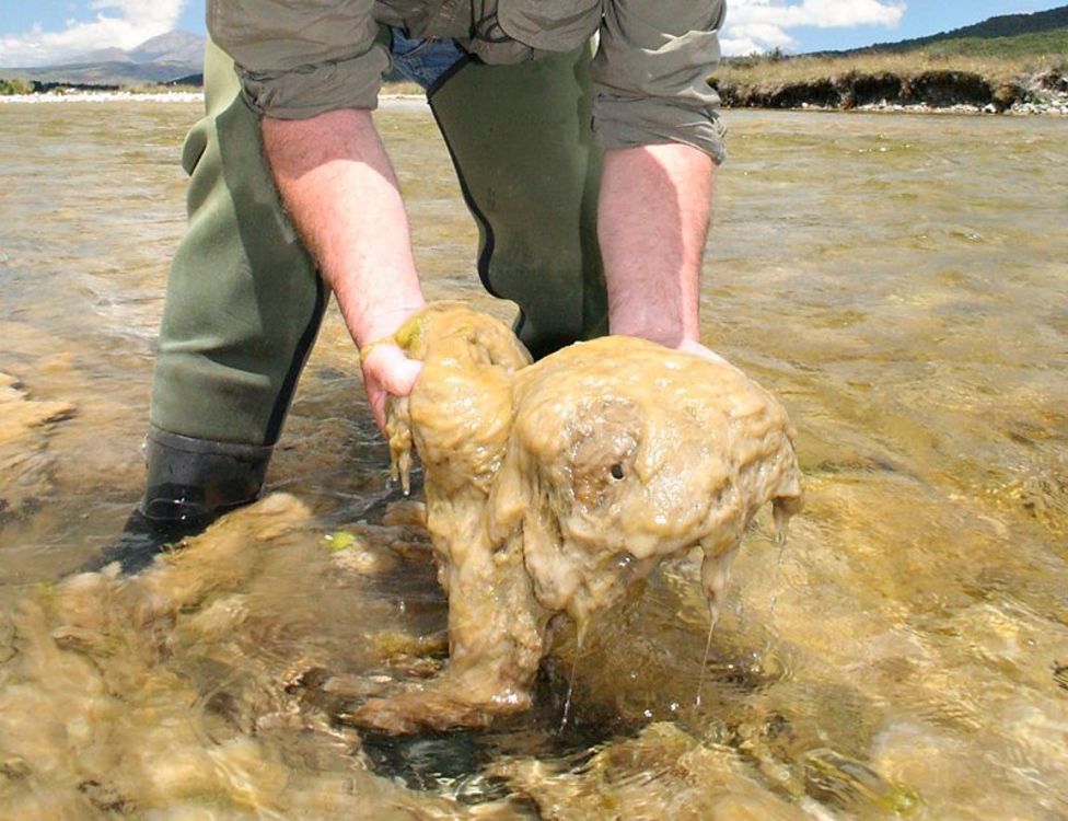 How is 'rock snot' affecting rivers in Michigan? - BBC Newsround
