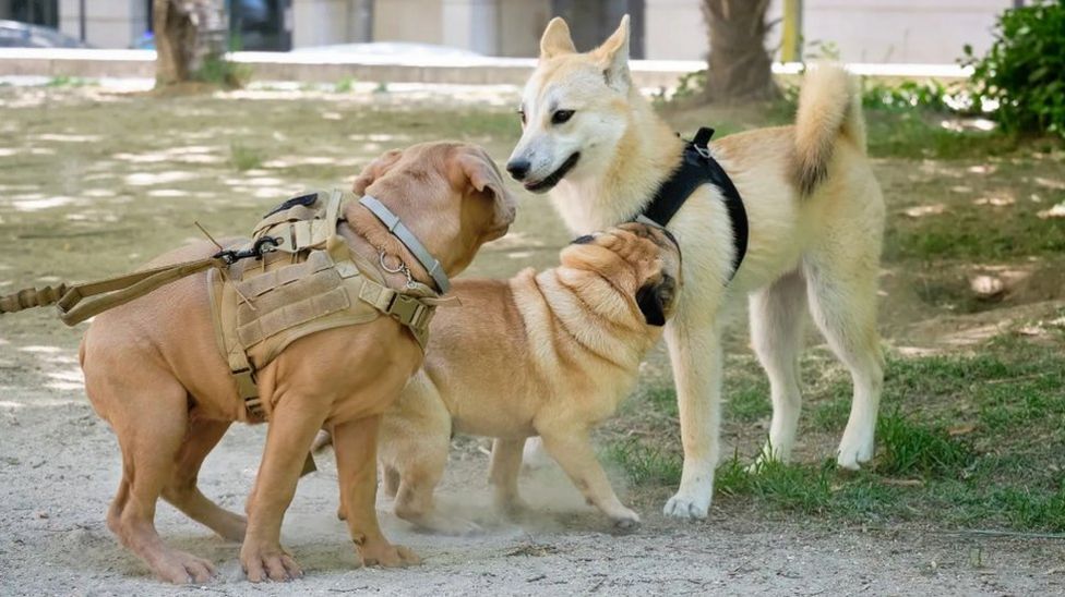 Dog attacks: Surge in incidents involving out-of-control dogs - BBC News