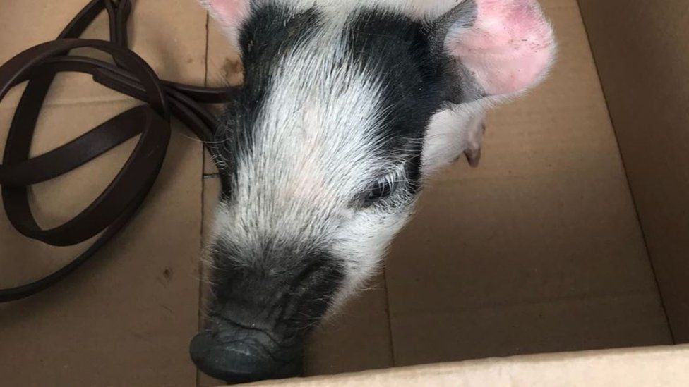 Escaped pig caught by police in Tilsworth - BBC News
