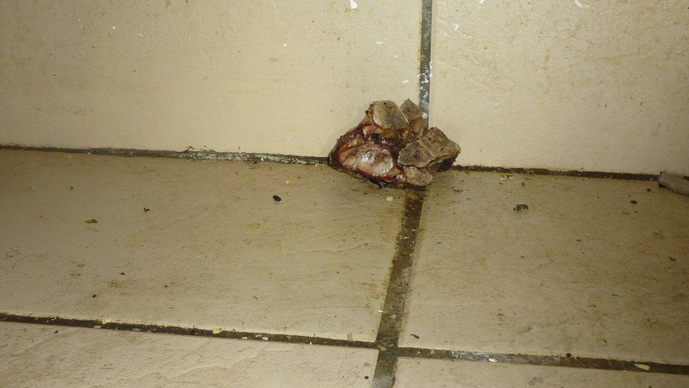 Dead mice and droppings found at Wallasey takeaway - BBC News