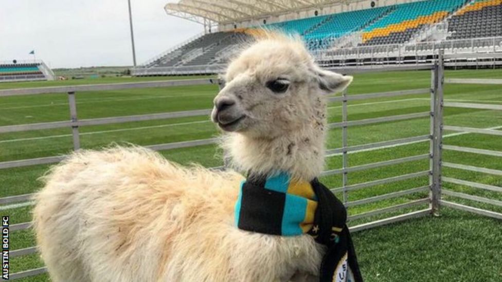 Austin Bold FC: US team invite farm animals to game - BBC Sport