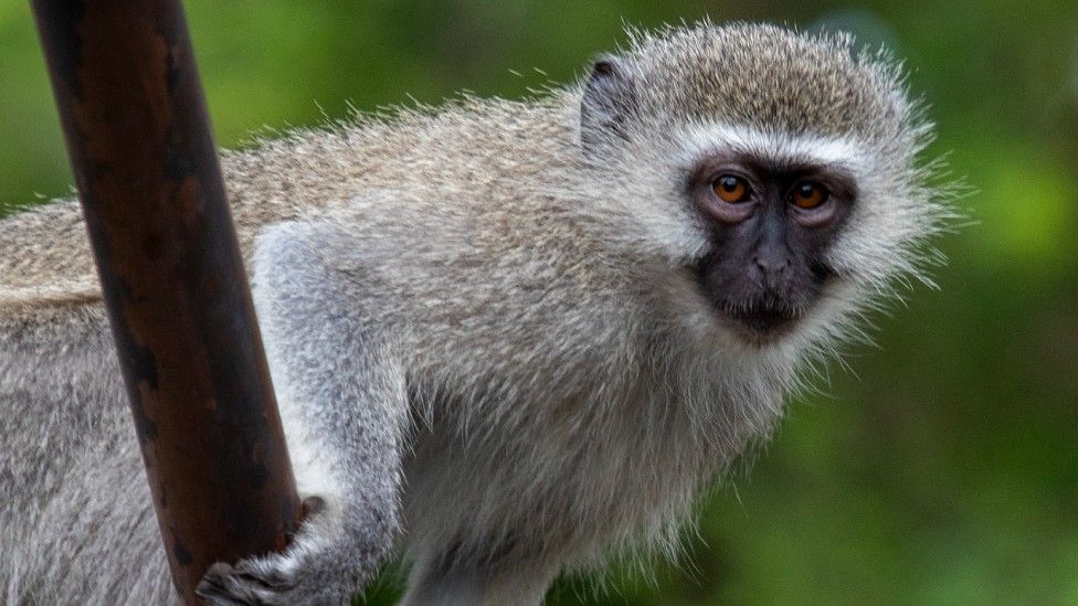 Monkey mothers lower body heat to protect babies, study finds - BBC News