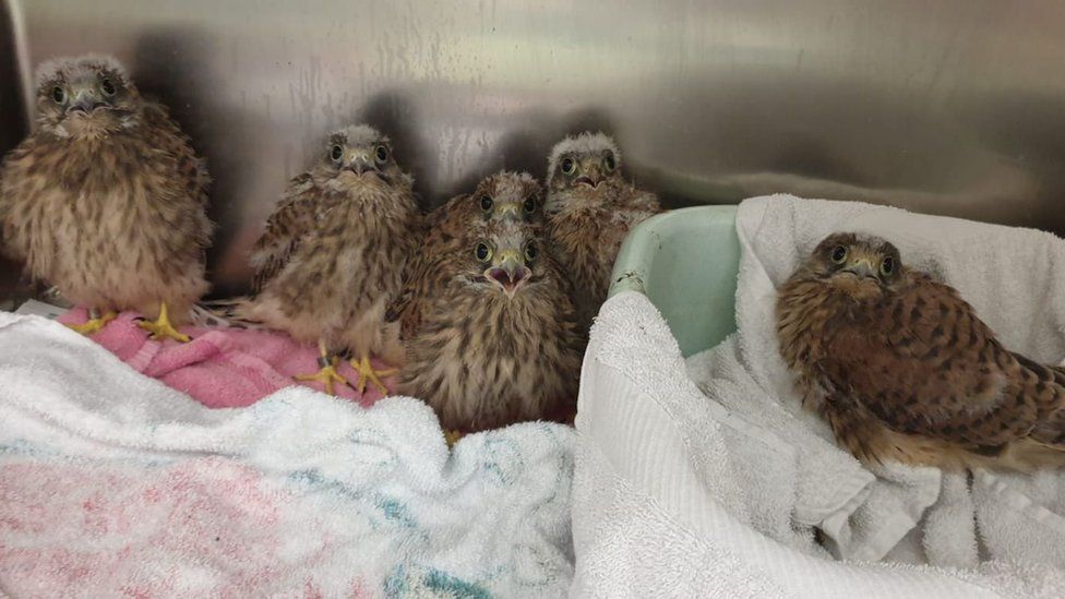 Orphaned kestrels rehomed in 'foster parent' nests in Wirral - BBC News