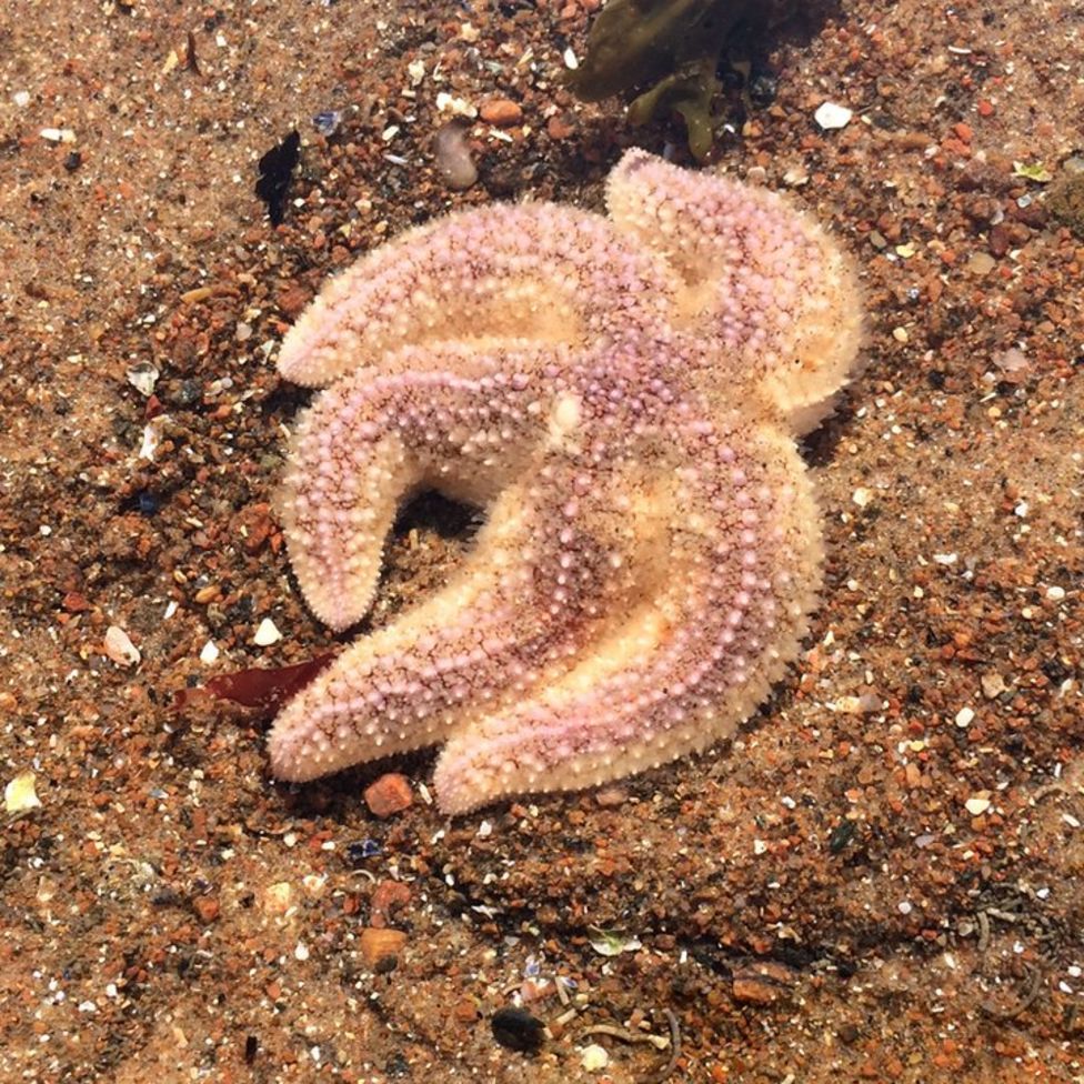 Star whoa: Stunning starfish on Scottish beach - BBC News